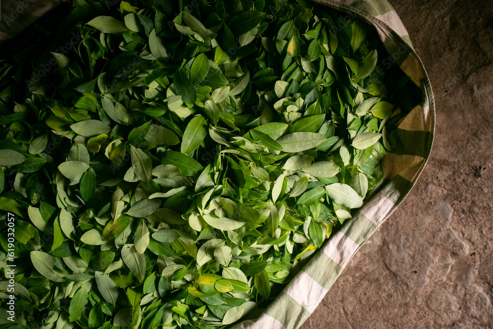 Organic plantation of coca plants in the Peruvian jungle. Farmer ...