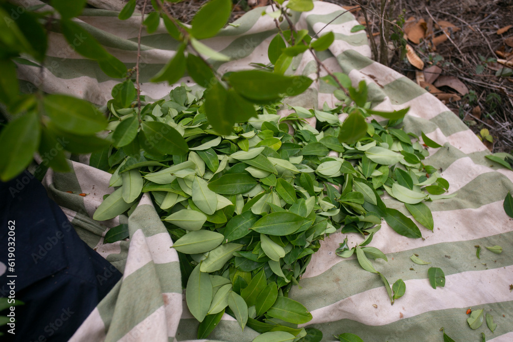 Organic plantation of coca plants in the Peruvian jungle. Farmer ...