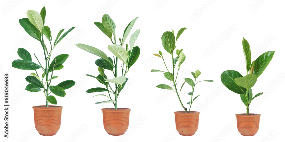 Little Jackfruit tree in flowerpot isolated on transparent background ...