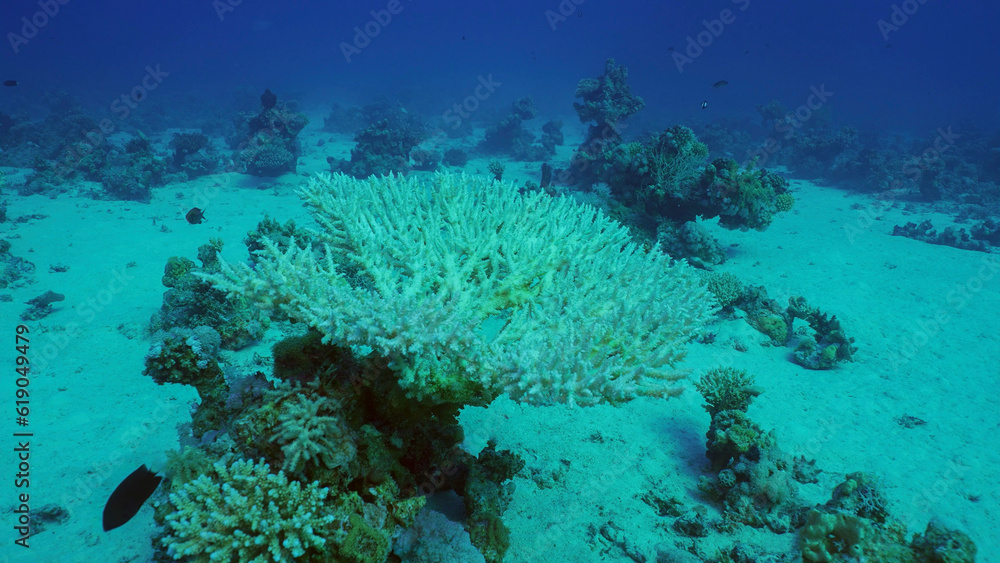 Bleached Hard Table Coral Acropora. Bleaching and death of corals from ...