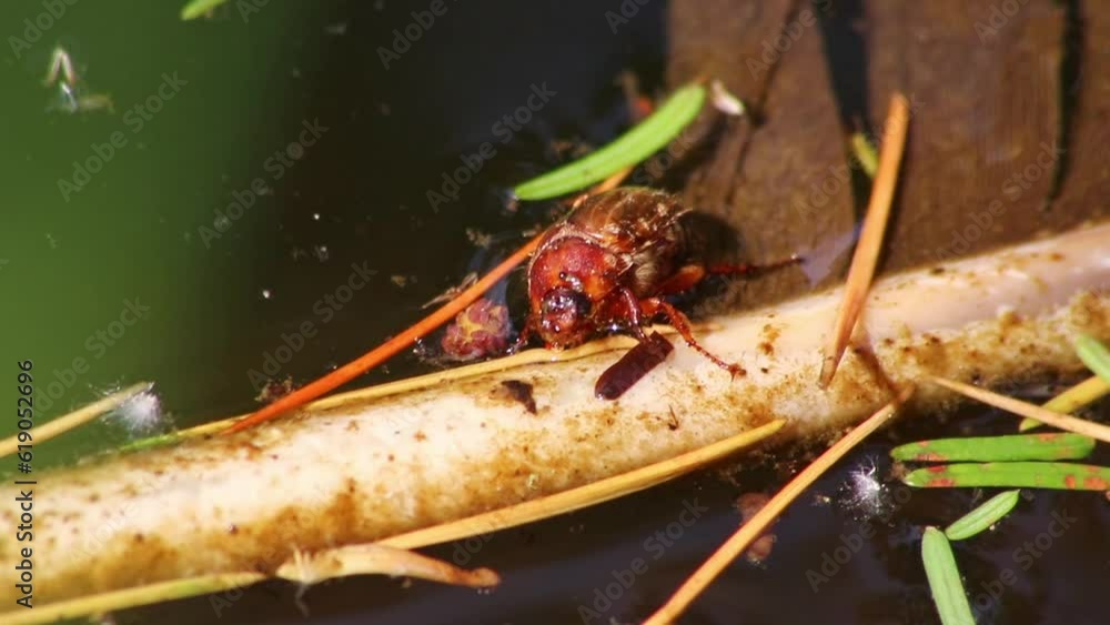 Thirsty may beetle in water of garden pond drowning or thirsty and ...