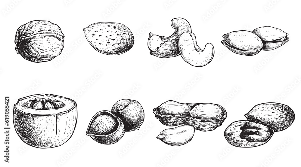 Vetor de Different nuts set. Sketch style hand drawn nuts with ...