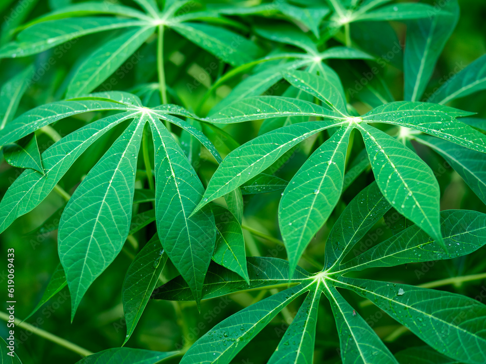 tapioca leaves Stock Photo | Adobe Stock