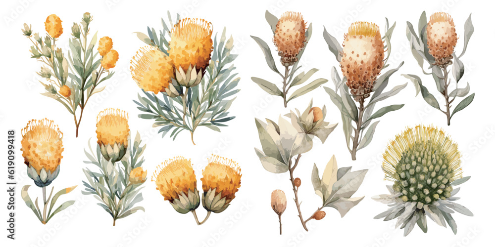 watercolor banksia clipart for graphic resources Stock Vector | Adobe Stock