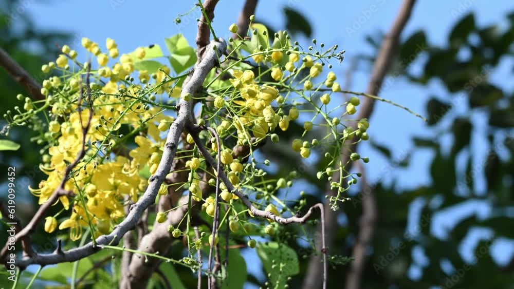 Flower of Cassia fistula, also known as golden shower, purging cassia ...