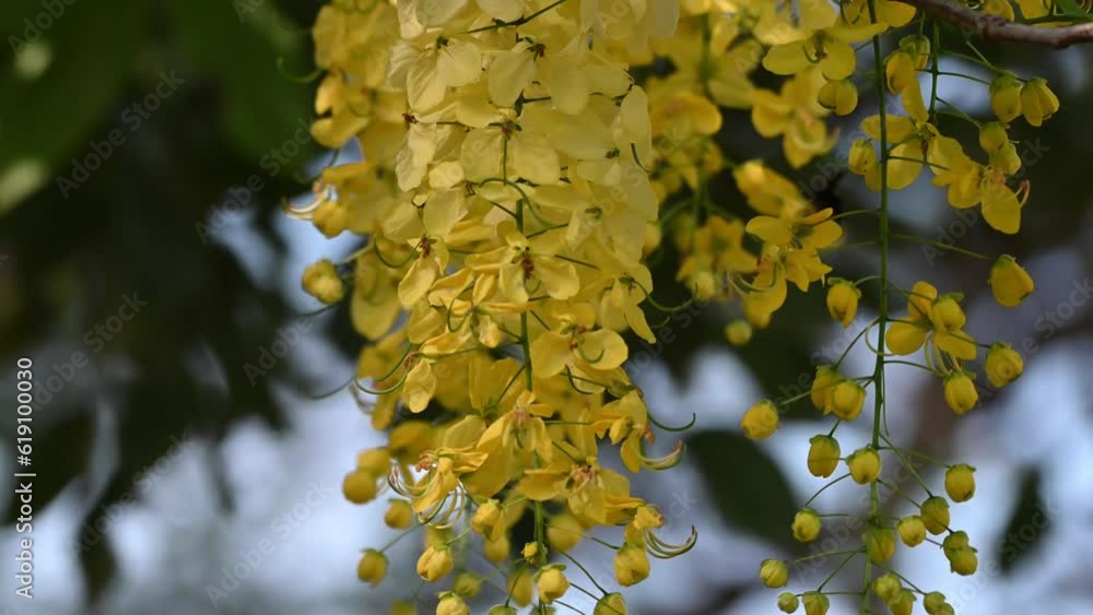 Flower of Cassia fistula, also known as golden shower, purging cassia ...