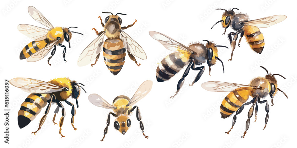 watercolor bee clipart for graphic resources Stock Vector | Adobe Stock