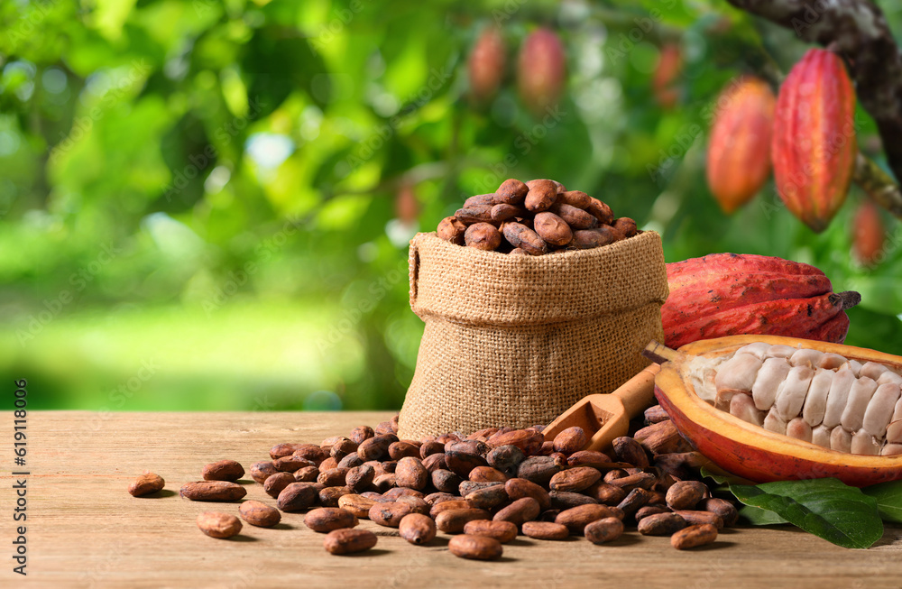 Forastero cocoa beans with fresh pods on wooden table with cocoa plant ...