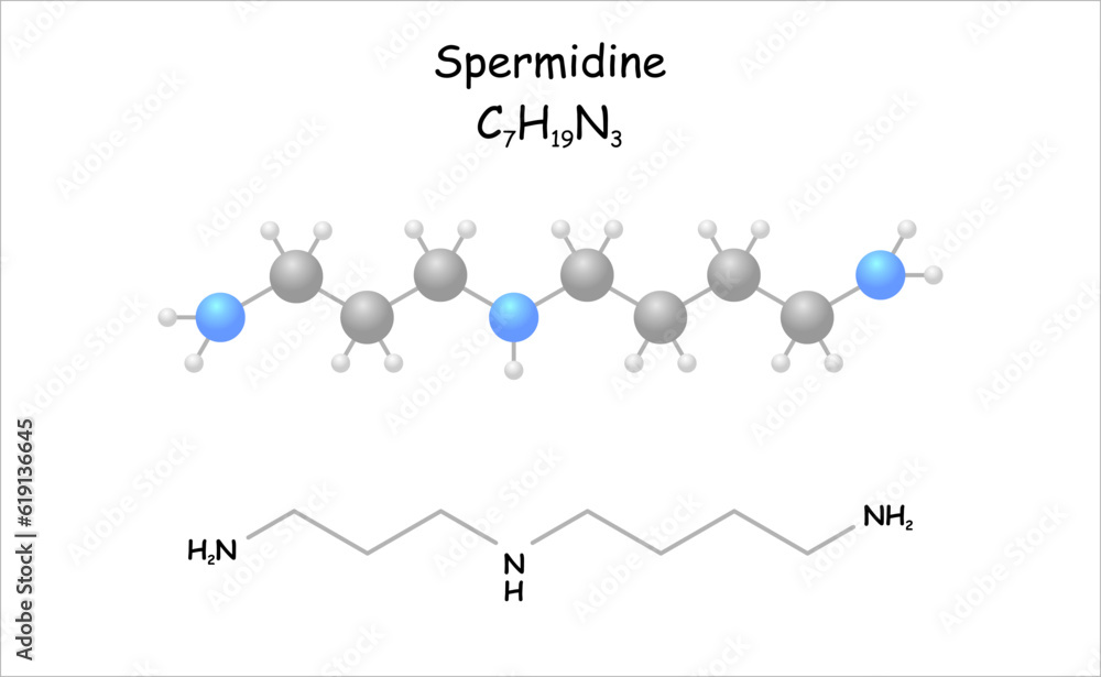 Stylized molecule model/structural formula of spermidine. Stock Vector ...