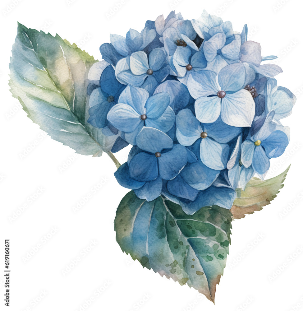 Watercolor illustration of a blue hydrangea flower. Ai illustration ...