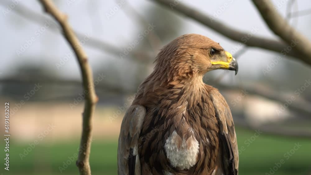 Bird of prey golden eagle headshot close view, Golden Eagle (Aquila chrysaetos) male on a tree ...
