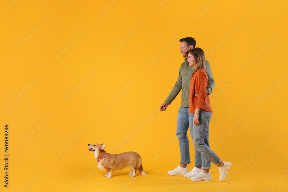Full length profile shot of man and woman walking with their corgi dog ...
