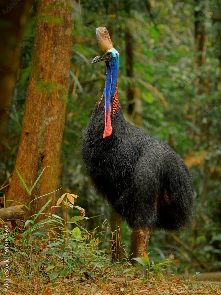 Southern Cassowary - Casuarius casuarius also Double-wattled or ...