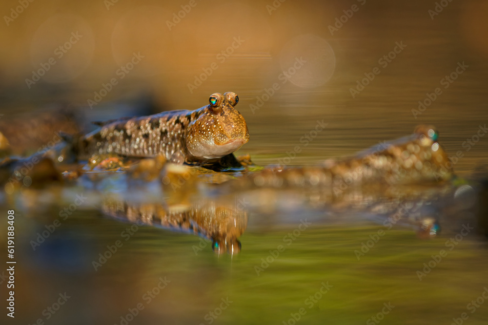 Barred Mudskipper - Periophthalmus argentilineatus or Silverlined ...