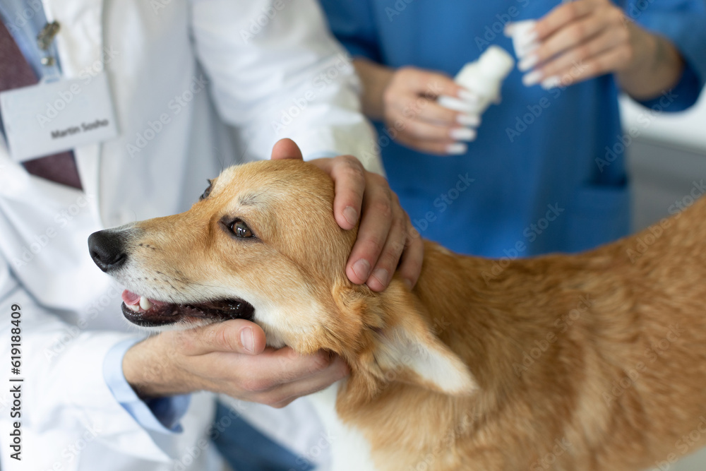 Veterinary doctors taking care and examining a beautiful pretty ...