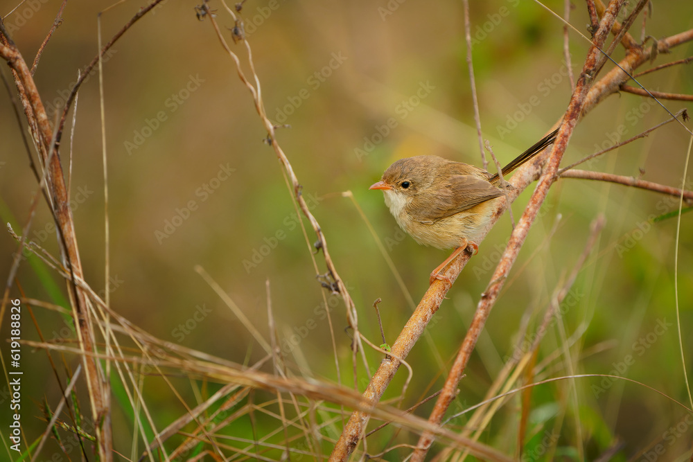 Red-backed Fairywren - Malurus melanocephalus passerine bird in wren ...