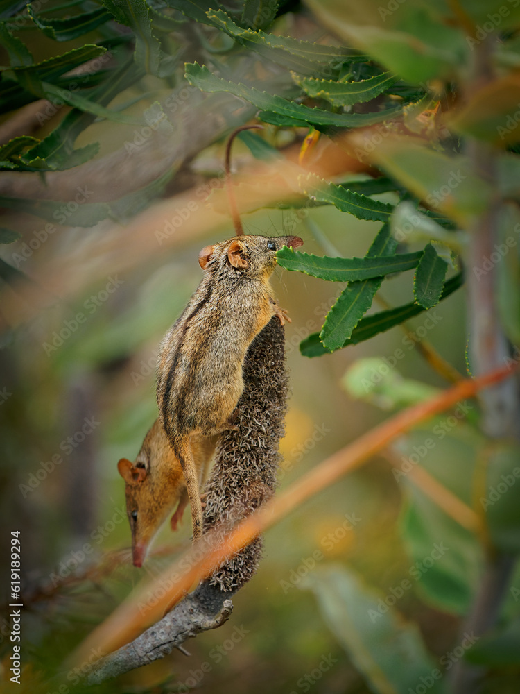 Honey Possum or noolbenger Tarsipes rostratus tiny marsupial feeds on ...