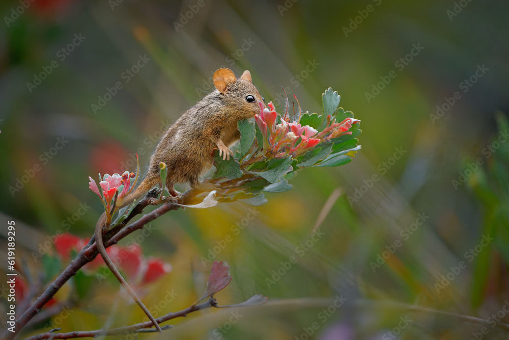 Honey Possum or noolbenger Tarsipes rostratus tiny marsupial feeds on ...