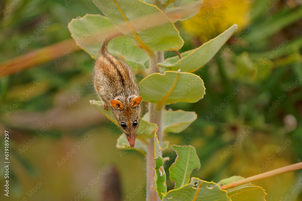 Honey Possum or noolbenger Tarsipes rostratus tiny marsupial feeds on ...