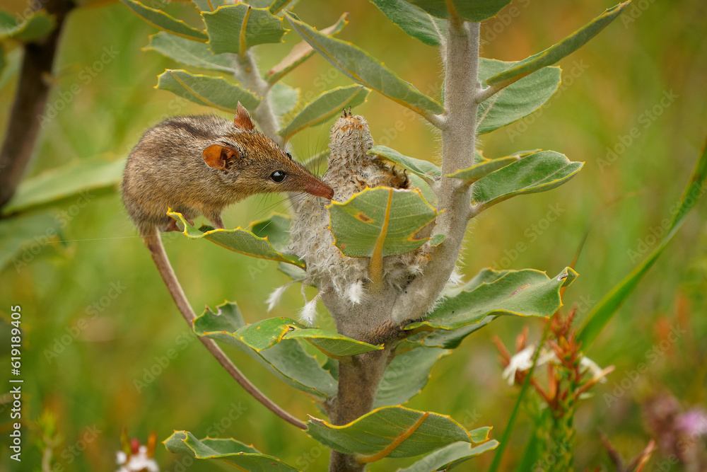 Honey Possum or noolbenger Tarsipes rostratus tiny marsupial feeds on ...