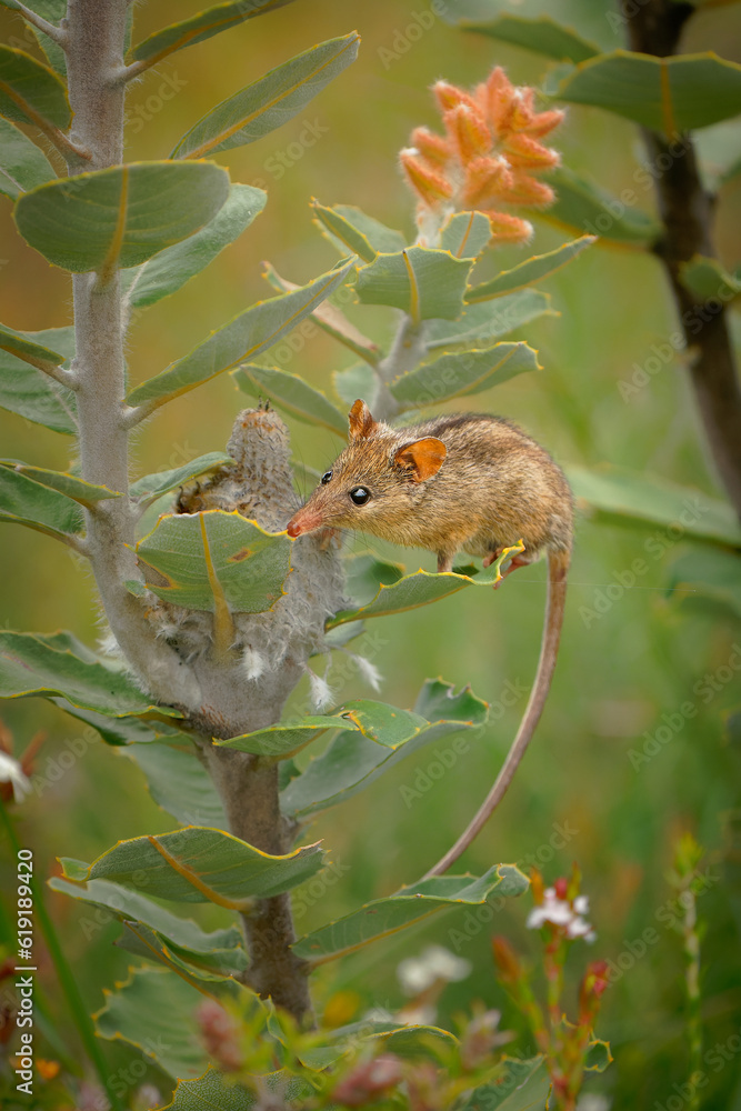Honey Possum or noolbenger Tarsipes rostratus tiny marsupial feeds on ...