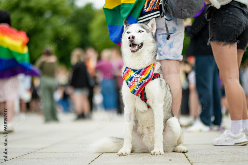 Beautiful dog with rainbow scarf participating in Vilnius Pride 2023 ...