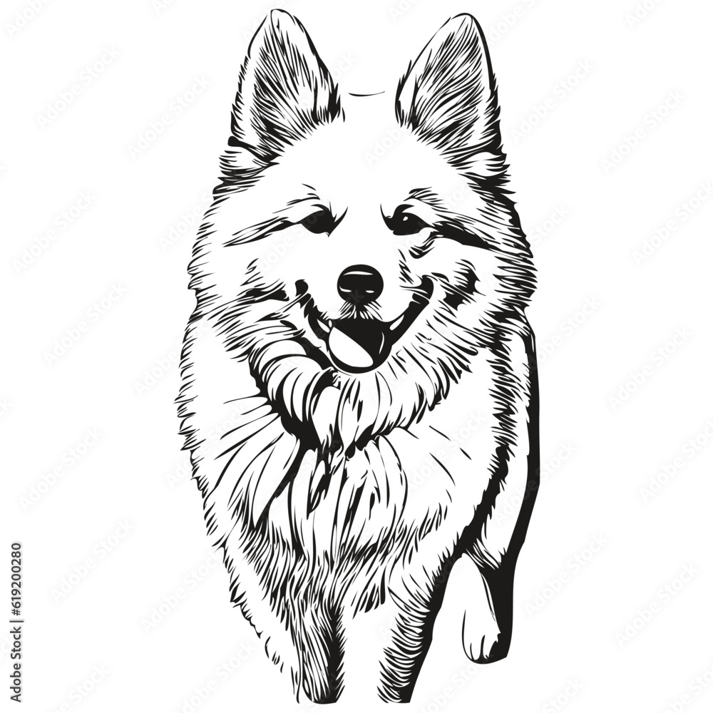 American Eskimo dog head line drawing vector,hand drawn illustration ...