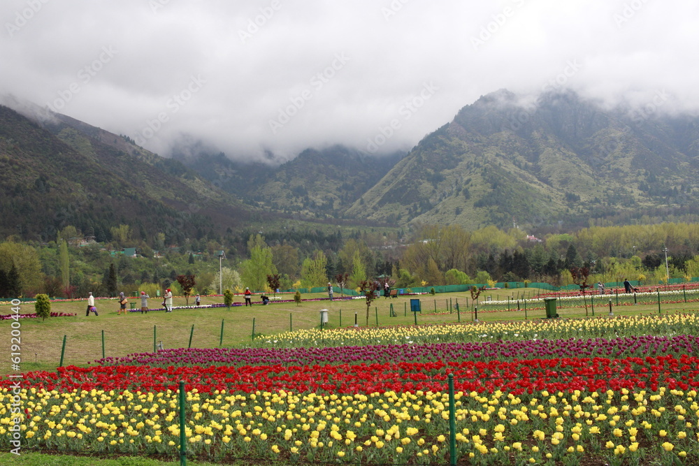 Tulip flower and Tulip festival in Kashmir. Beautiful wall mounting ...