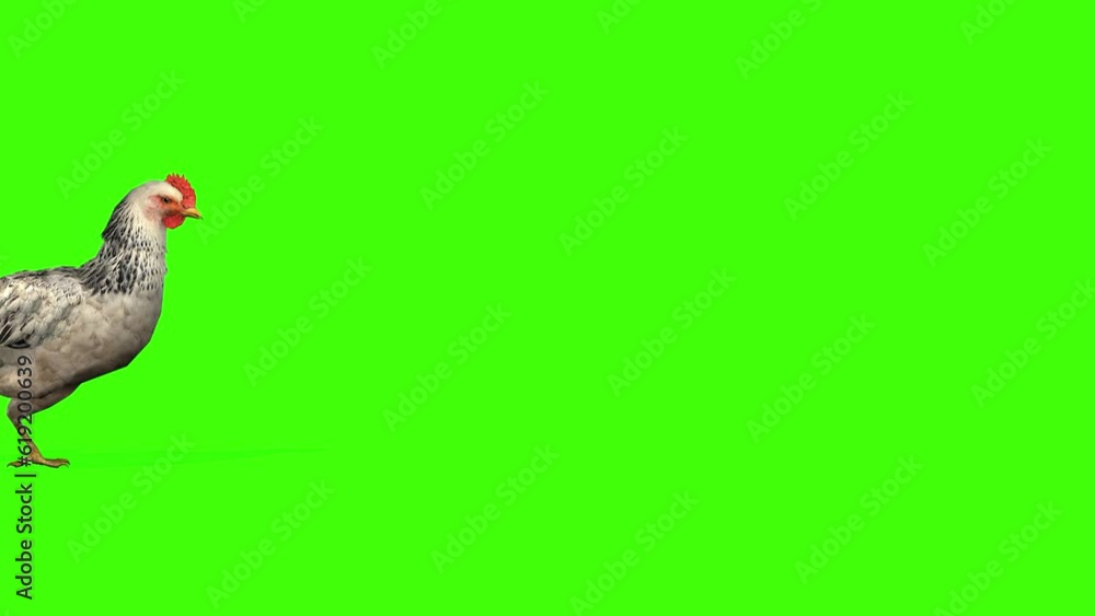 White Chicken enters the left side and Walking Cycle Side out on the ...