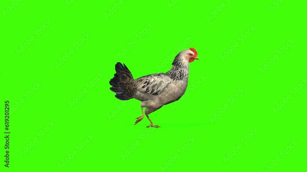 White Chicken Walk Cycle Side Green Screen 3D Rendering Animation ...