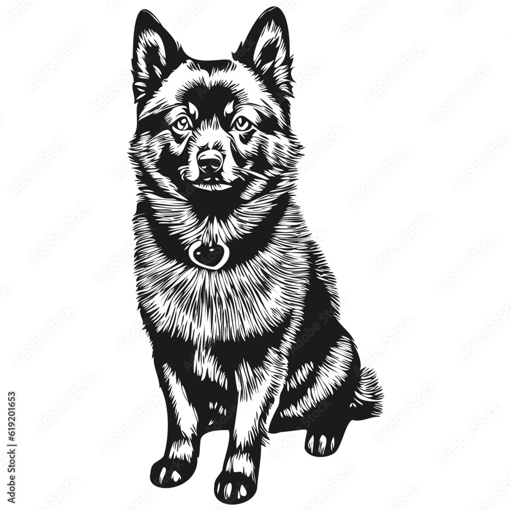 Schipperke dog head line drawing vector,hand drawn illustration with ...