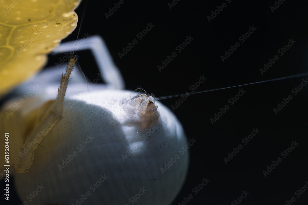 Foto de Rear end of a large spider creating its web. Macro photography ...
