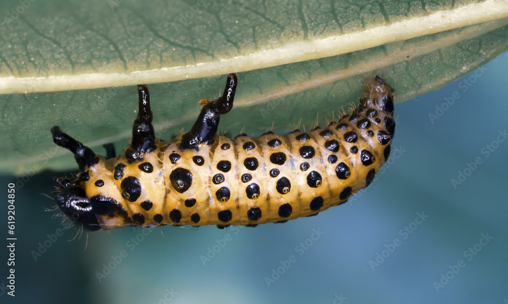 Psyllobora vigintiduopunctata, large ladybug larva. Yellow bug with ...
