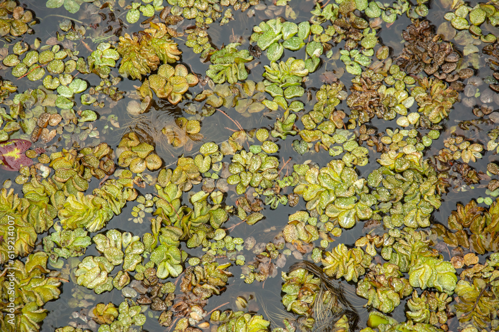 Salvinia molesta, commonly known as giant salvinia, or as kariba weed ...