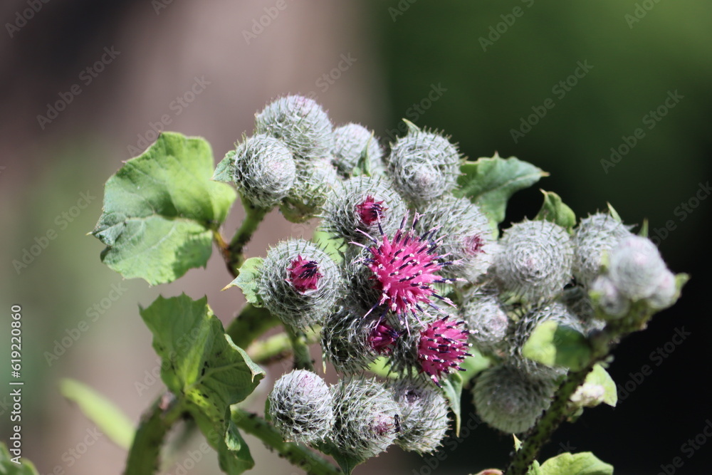 Sweden. Arctium lappa, commonly called greater burdock, edible burdock ...
