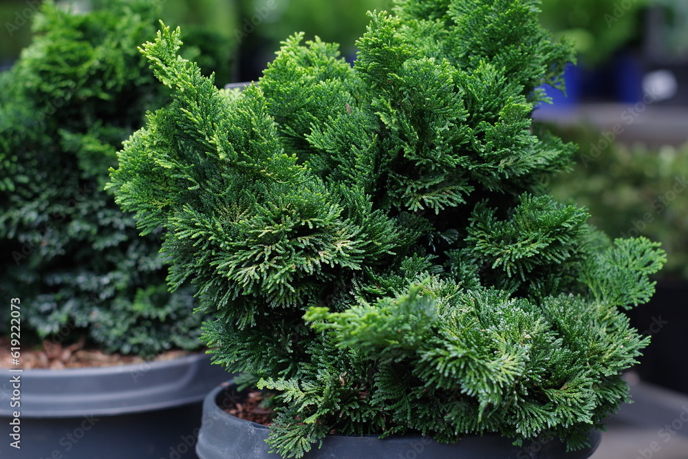 Chamaecyparis obtusa Nana Aurea. Hinoki cypress Nana Aurea Stock Photo ...
