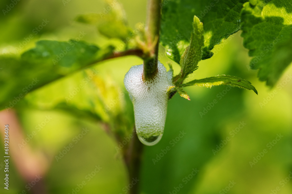 Cuckoo spit made by nymphs of a sap-sucking true bugs froghoppers or ...