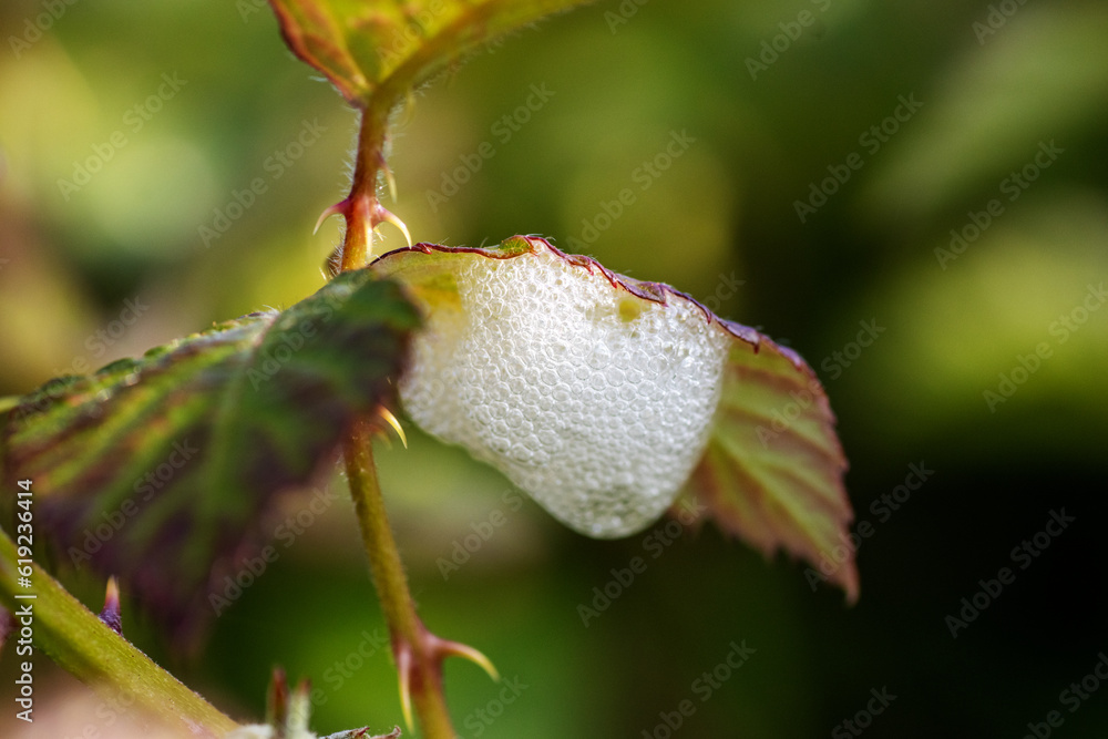 Cuckoo spit made by nymphs of a sap-sucking true bugs froghoppers or ...