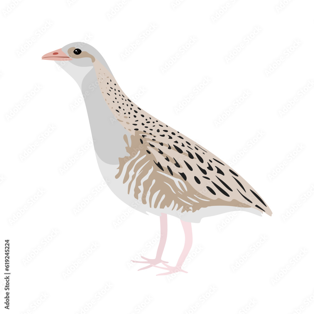 Corn crake bird or Landrail. Corncrake bird in flat style isolated on ...