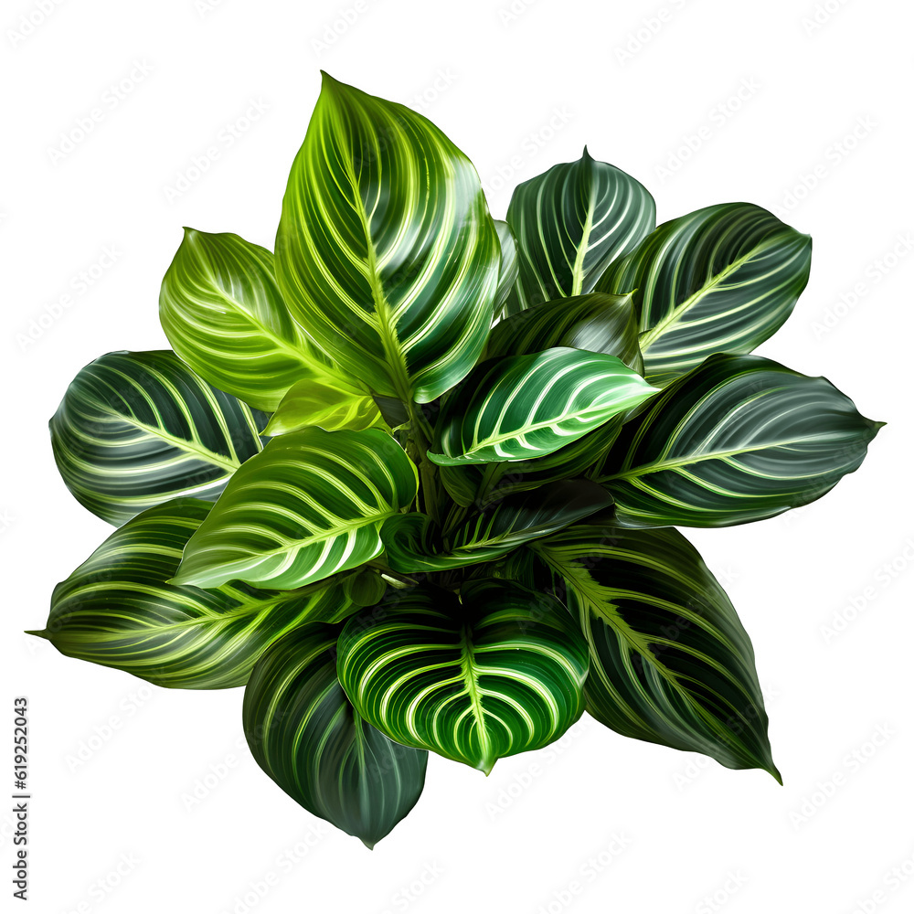 Calathea Calathea flowers on transparent background, png file, isolated ...