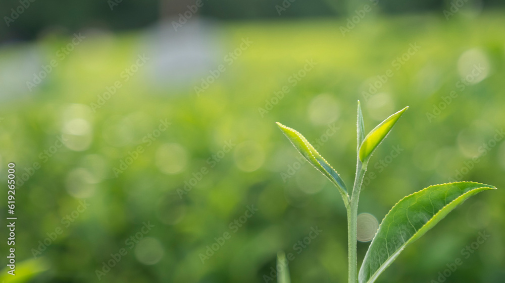 Green tea tree leaves field young tender bud herbal Green tea tree in ...