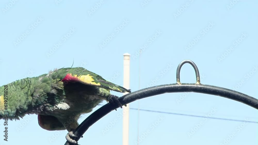 Turquoise-fronted Amazon (Amazona aestiva), also known as the Blue ...