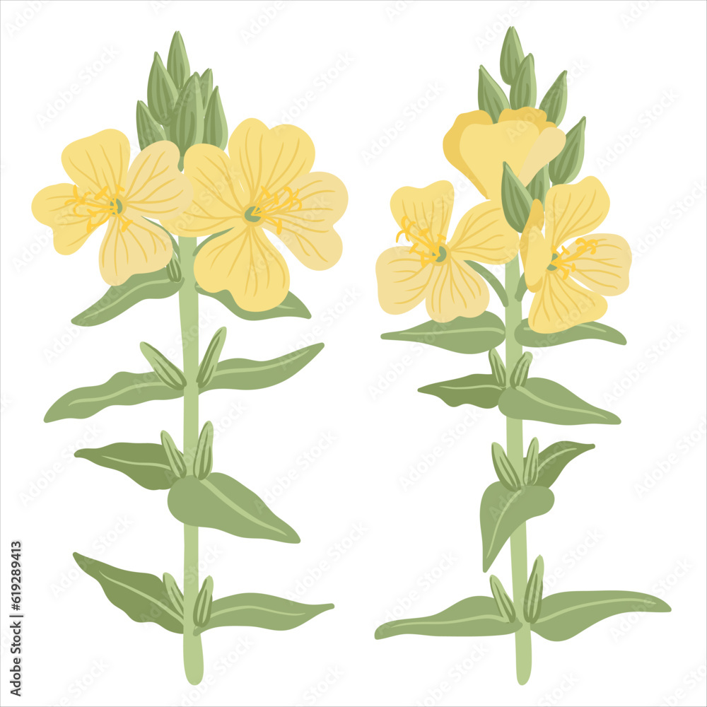 evening primrose, Oenothera, field flowers, vector drawing wild plants ...