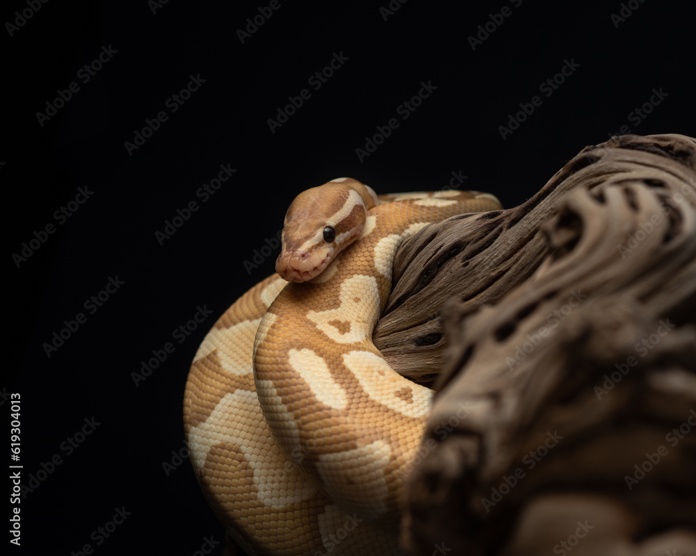 Yellow python with brown spots wrapped around a curved branch. A ...