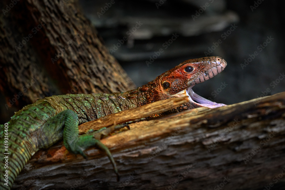 Guyana Caiman lizard, Dracaena guianensis, animal from Ecuador, South ...