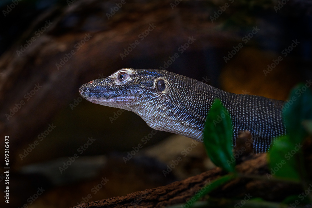 Mertens' water monitor, varanus mertensi, Darwin, north of Australia ...