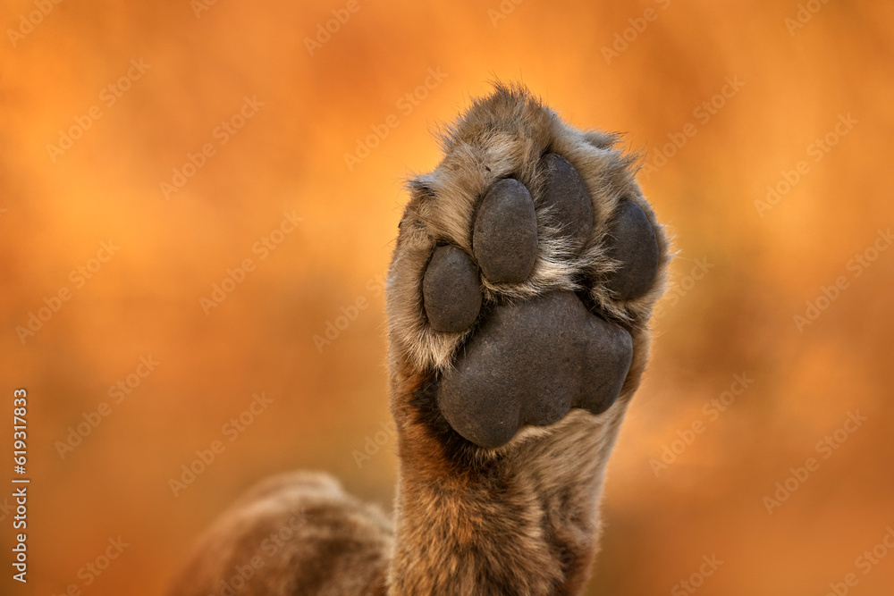 Paw hoof of lion leg foot. Africa wildlife, Cute lion cub with mother ...