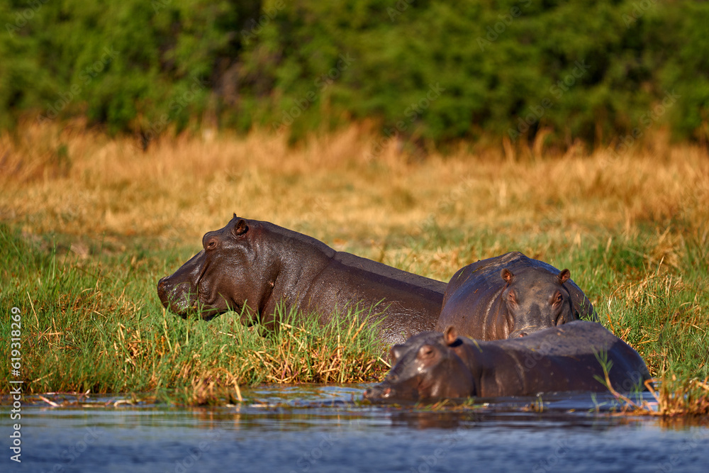 Hippo run from lake water. Botswana wildlife. Hippo with open mouth ...