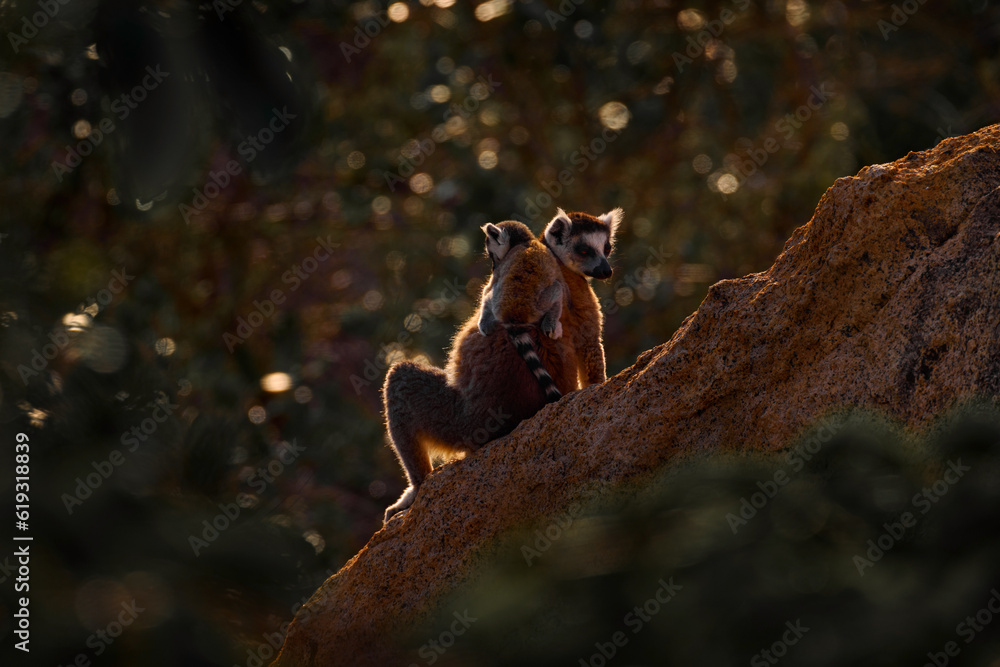 Madagascar wildlife. Monkey family, young cub. Madagascar wildlife ...
