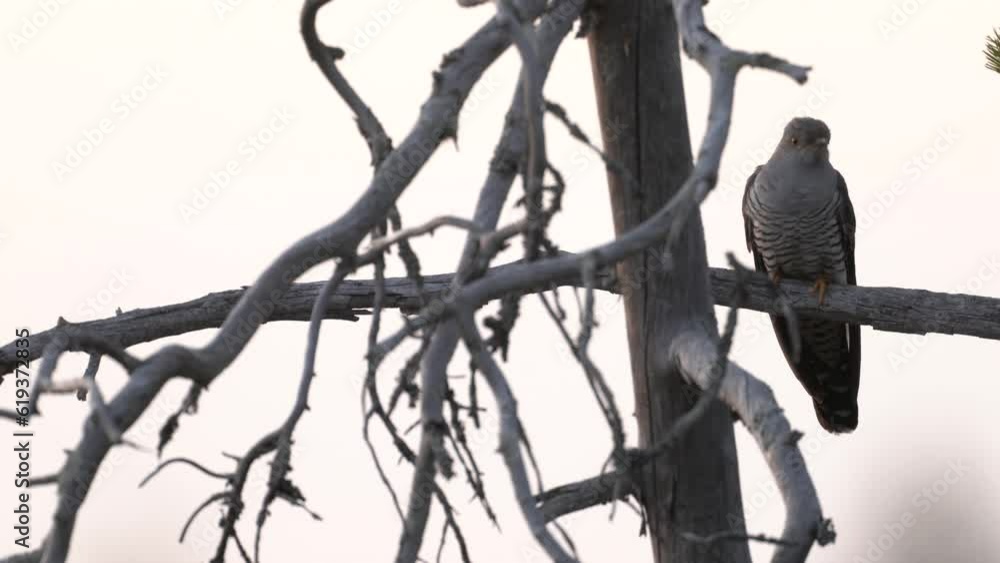 Common Cuckoo, Cuculus canorus, sitting on the tree branch in the ...